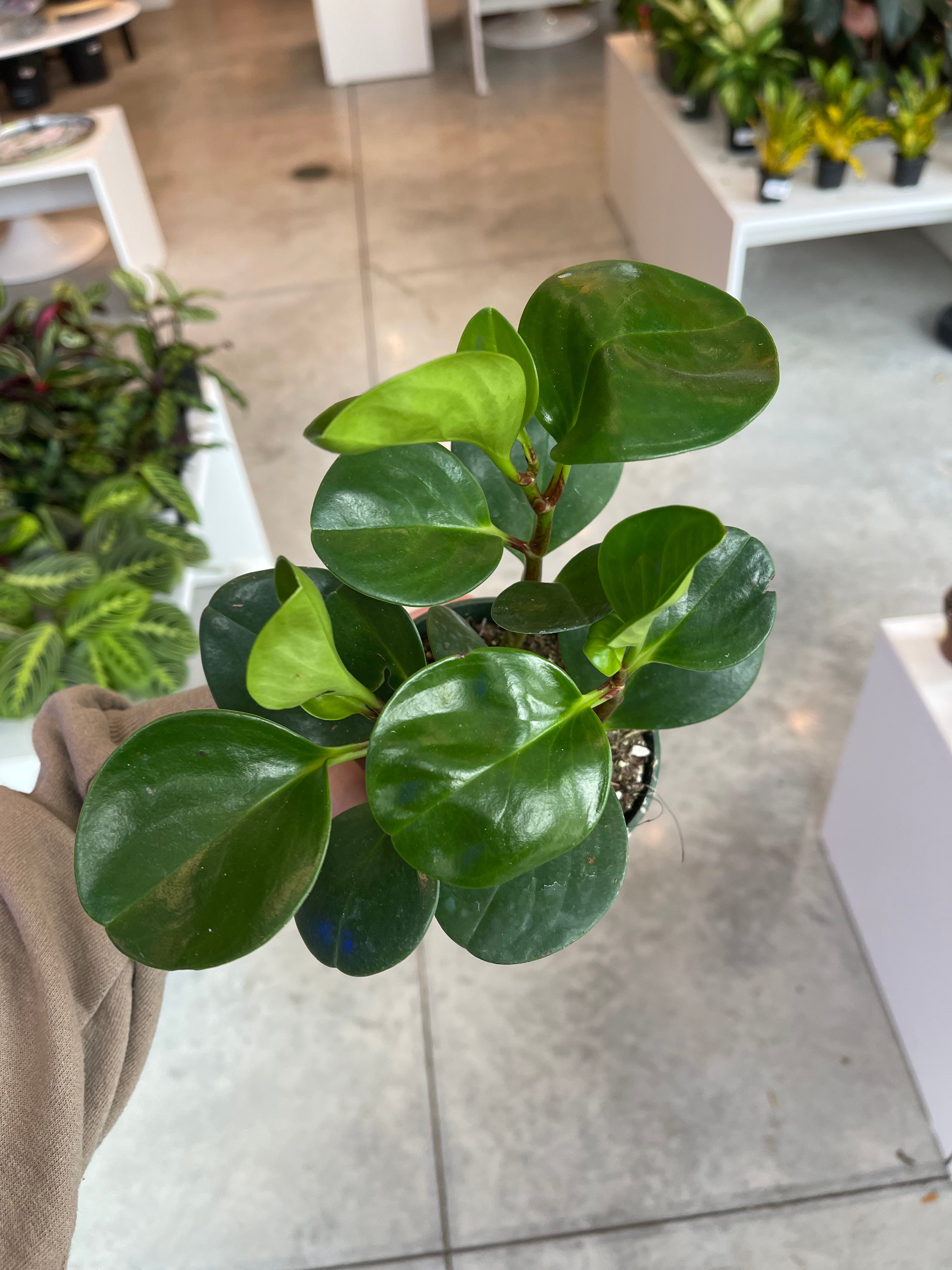 Peperomia Obtusifolia | rOOTS KC