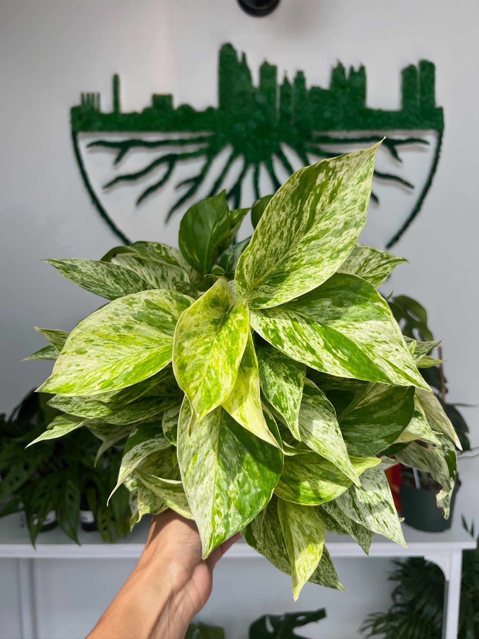 epipremnum marble queen