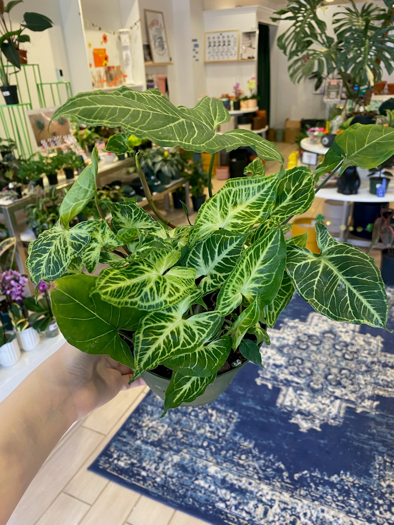 Syngonium Batik | rOOTS KC