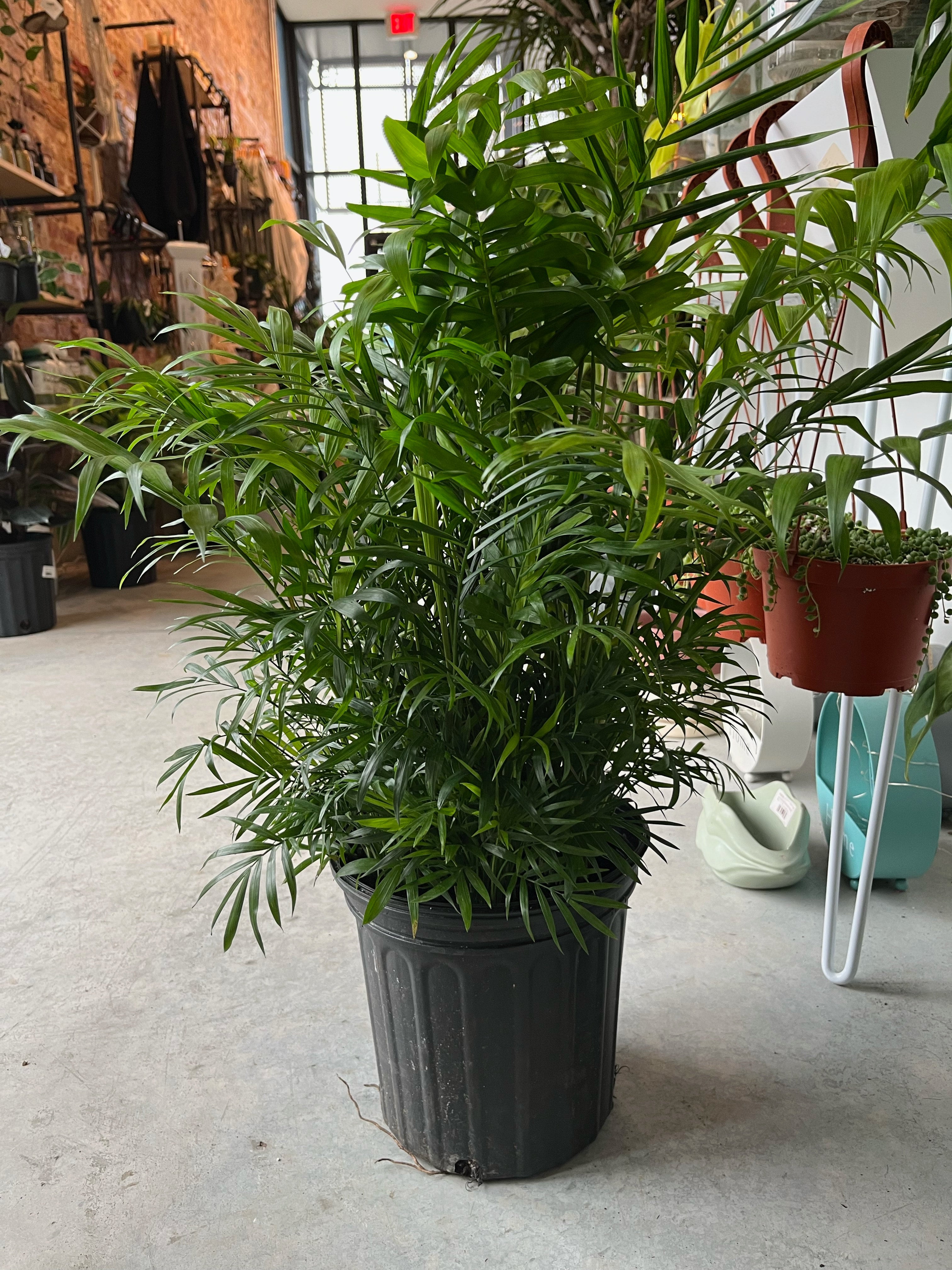 Neanthe Bella (Parlor Palm) | rOOTS KC