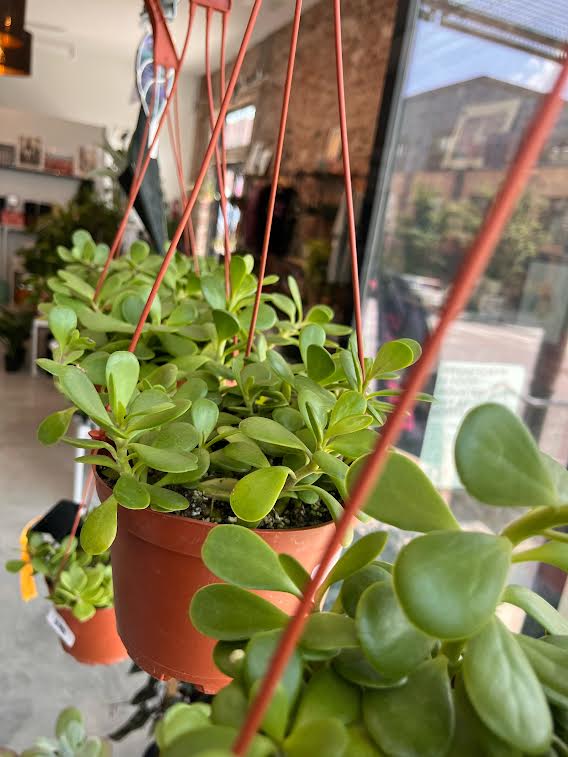 Trailing Jade | rOOTS KC