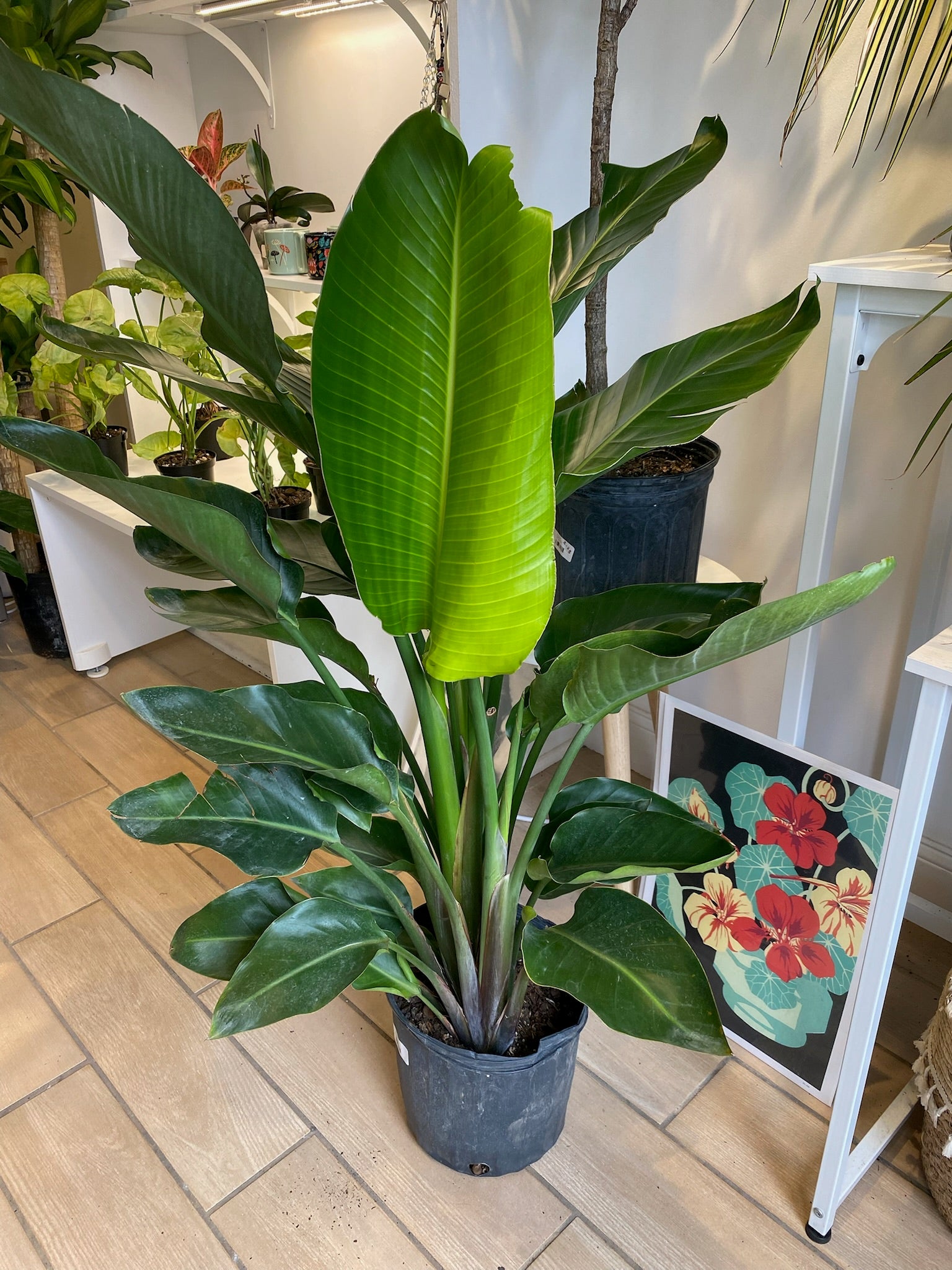 Bird of Paradise | rOOTS KC