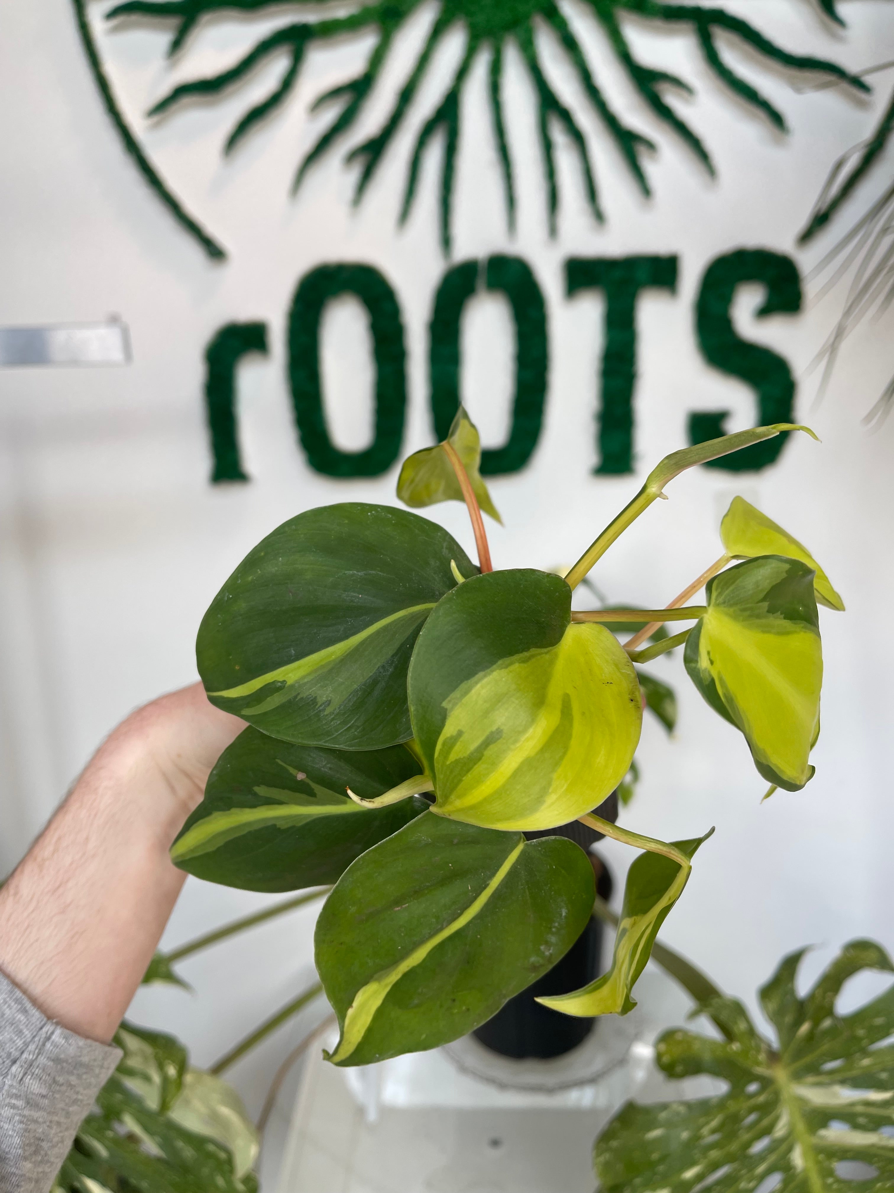 Philodendron Brazil | rOOTS KC