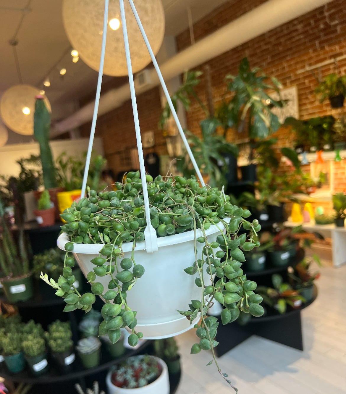 String of Tears | rOOTS KC