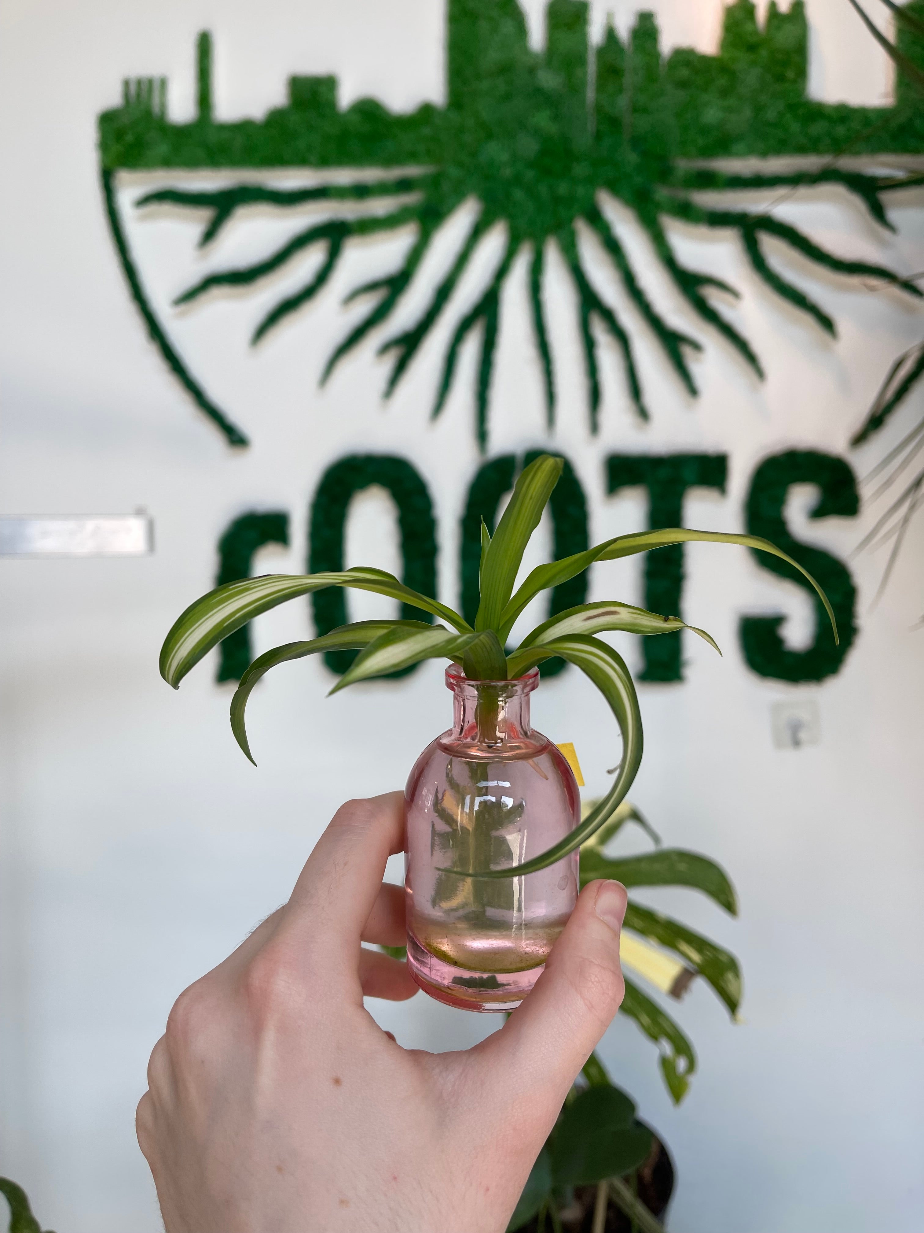 Prop Vase | rOOTS KC