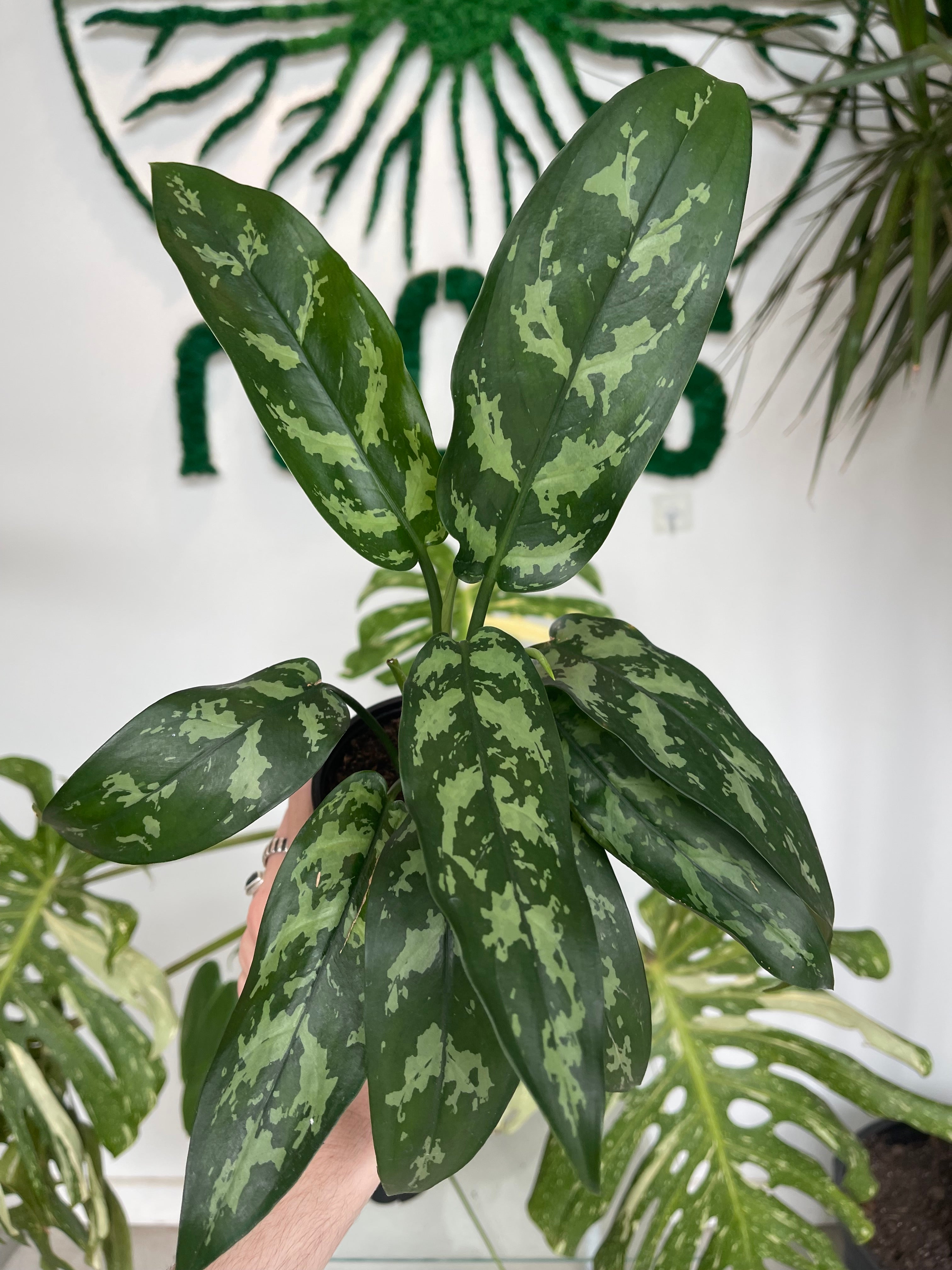 Aglaonema Maria | rOOTS KC