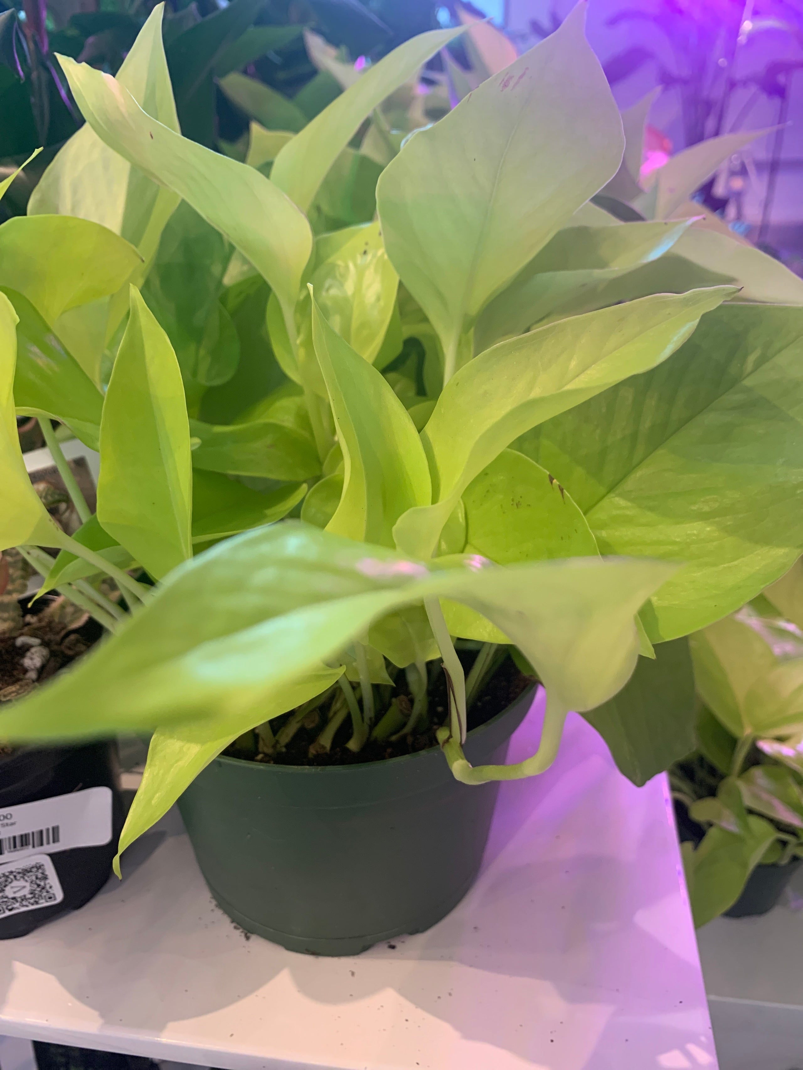 Pothos Neon | rOOTS KC