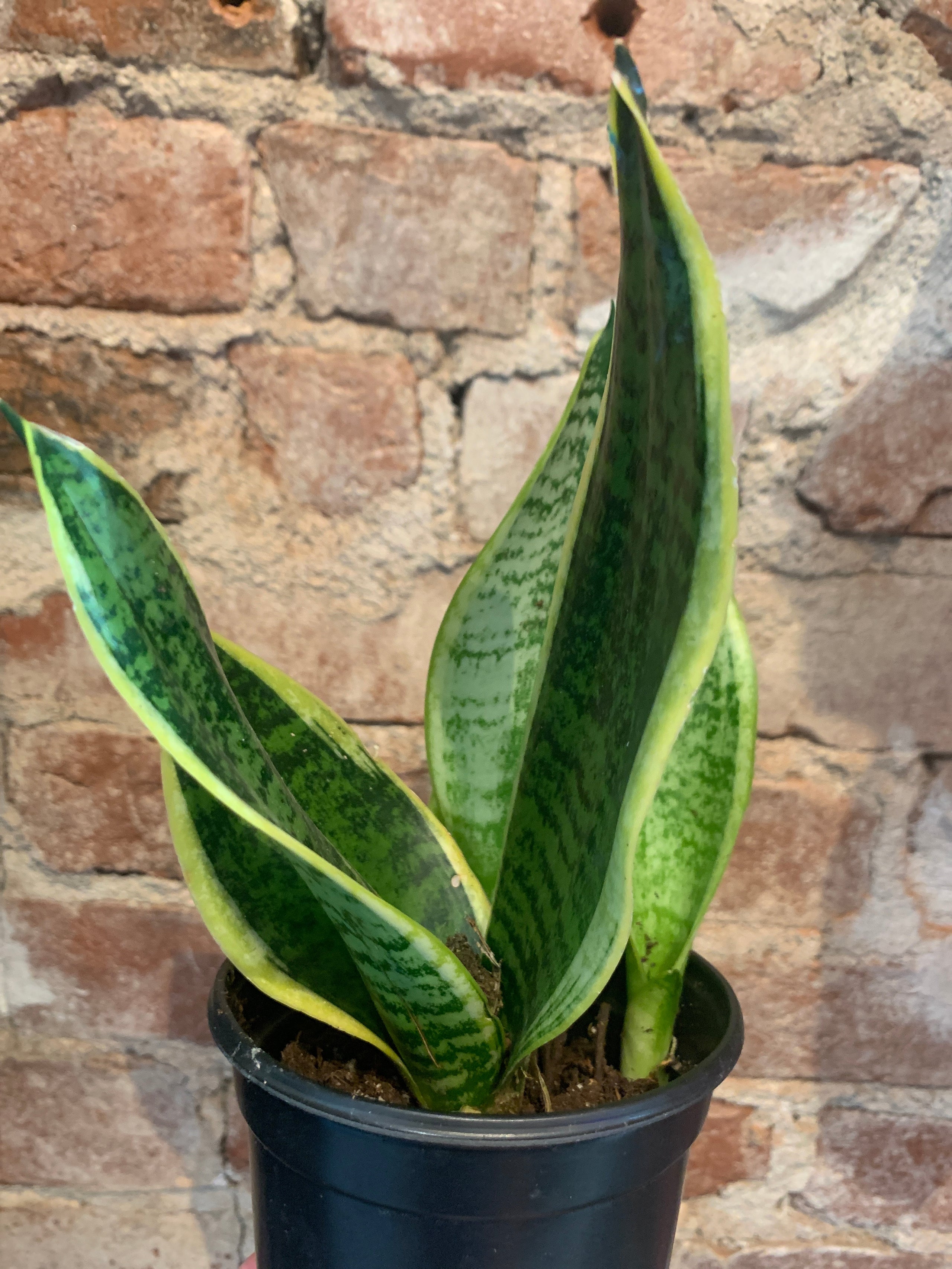 Sansevieria Laurentii | rOOTS KC