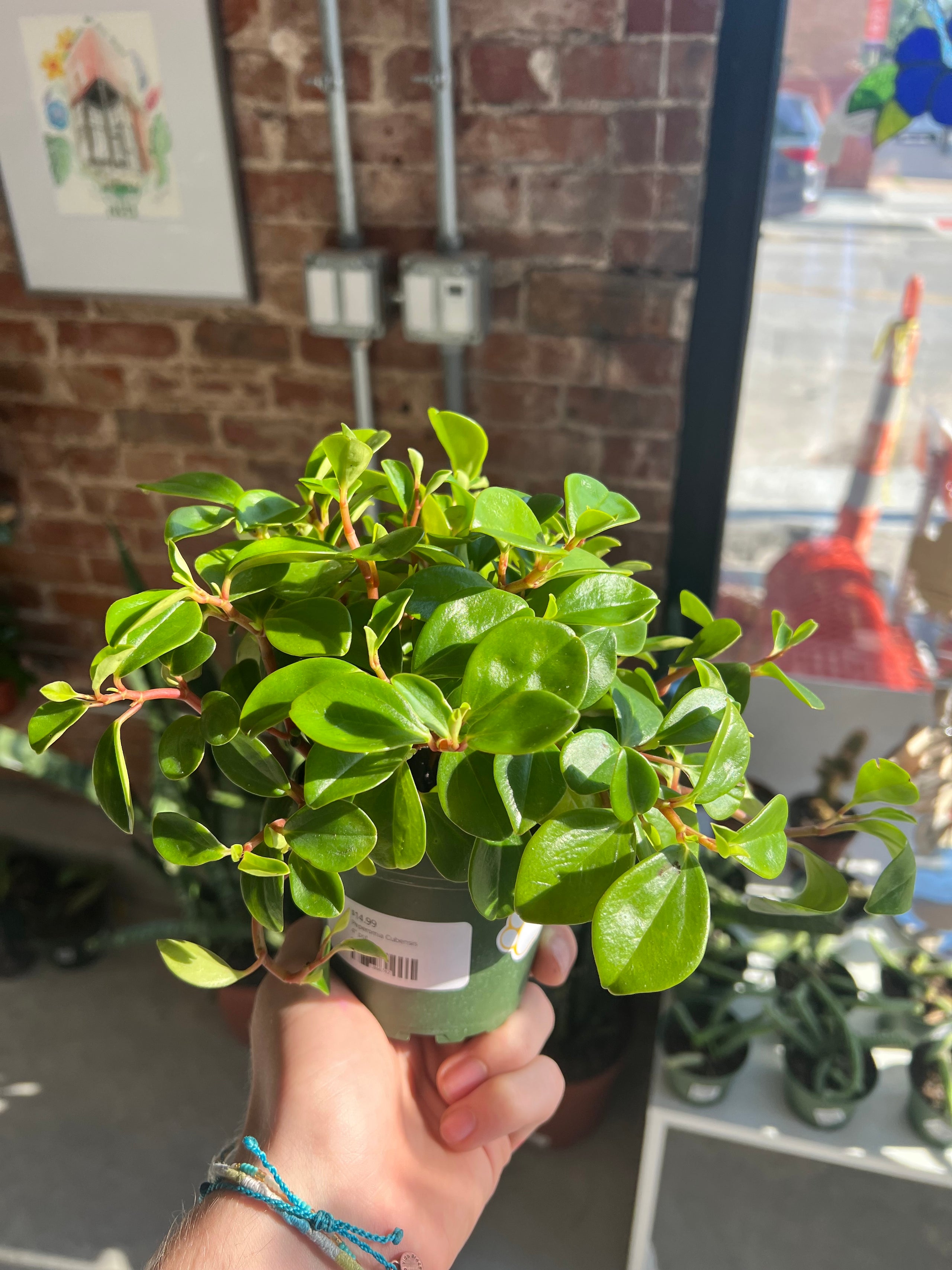 Peperomia Cubensis | rOOTS KC