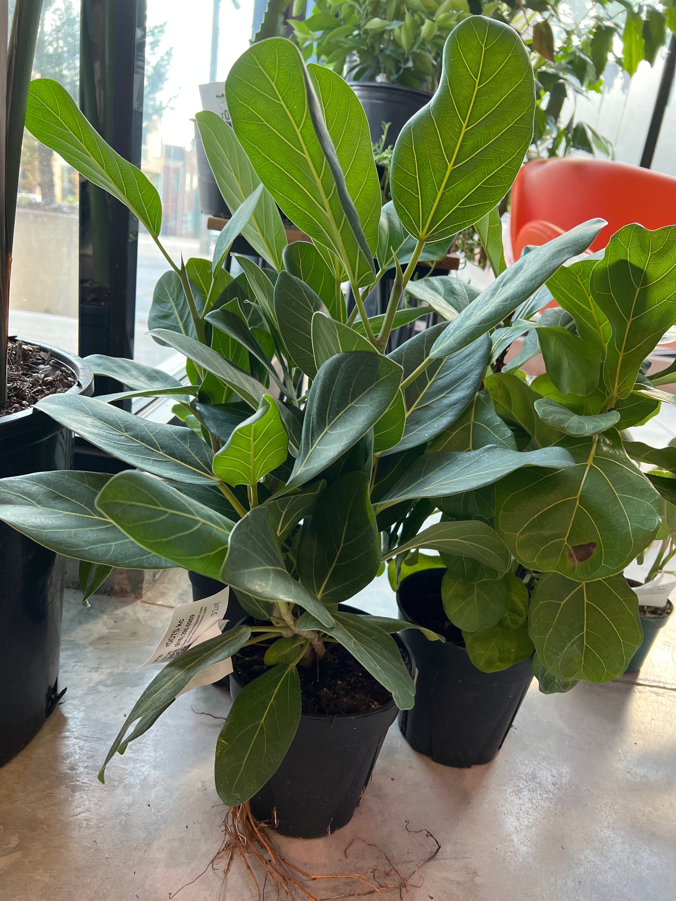 Audrey Bush | rOOTS KC