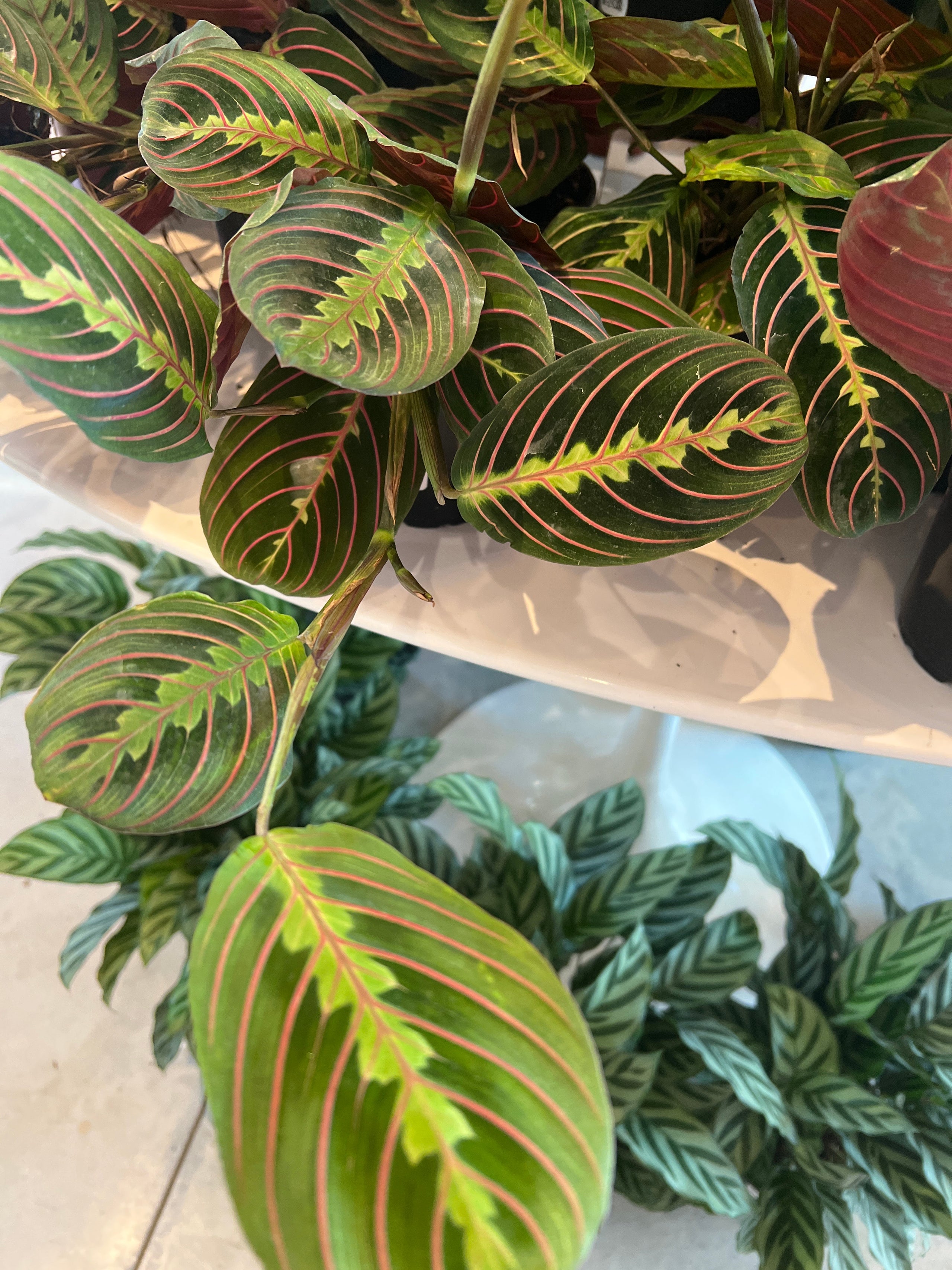Maranta Red | rOOTS KC