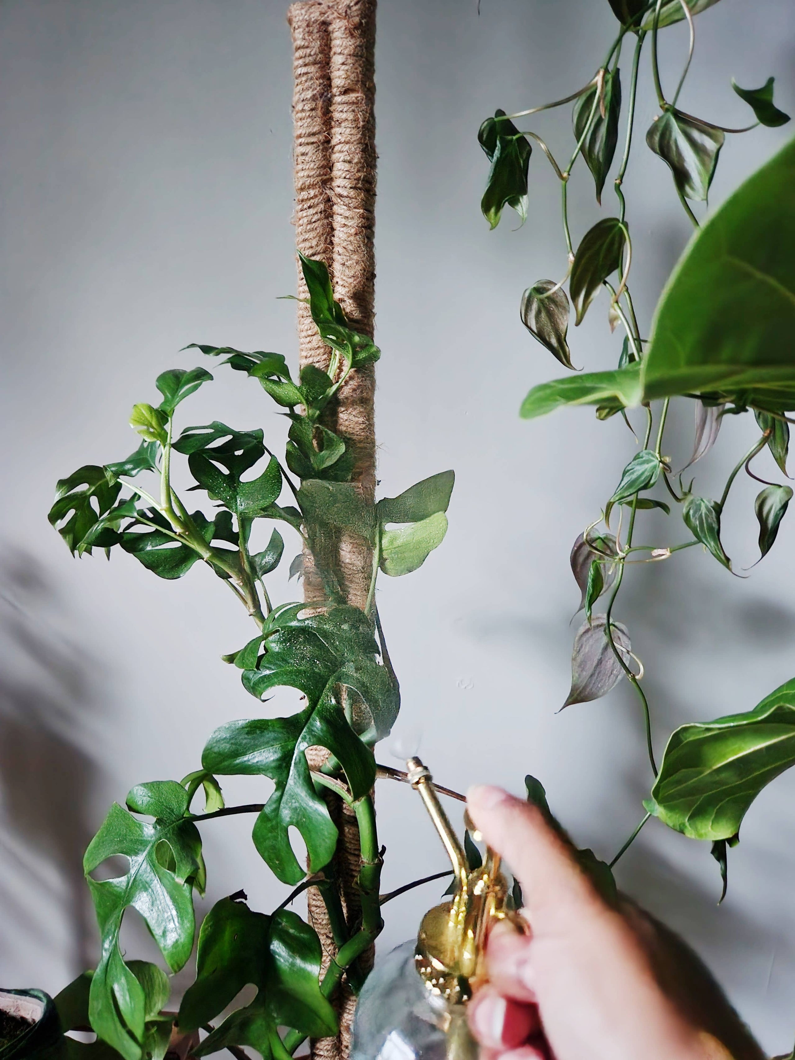 Jute Plant Poles | rOOTS KC