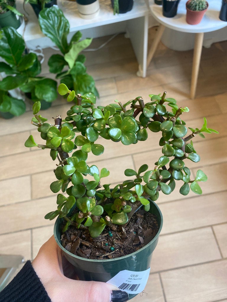 Jade Dwarf Hoop | rOOTS KC