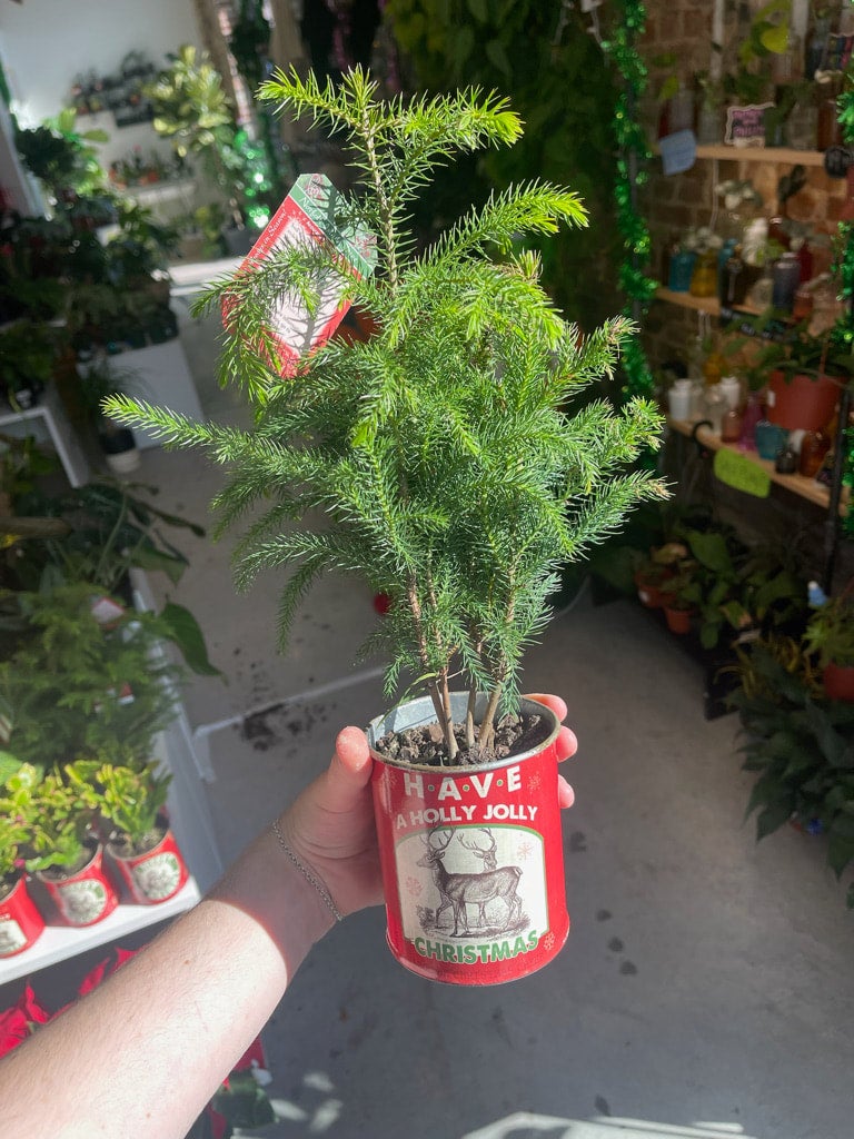 Norfolk Pine or Christmas Cactus in Vintage Tin Can | rOOTS KC