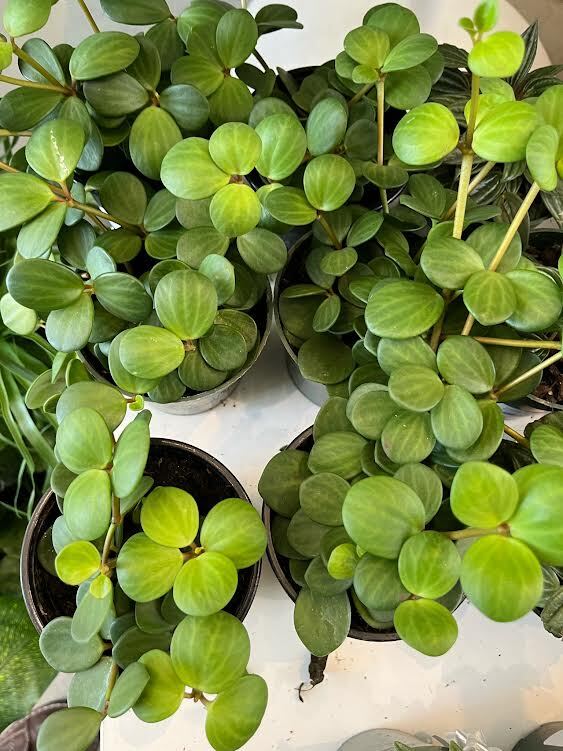 Peperomia Hope | rOOTS KC