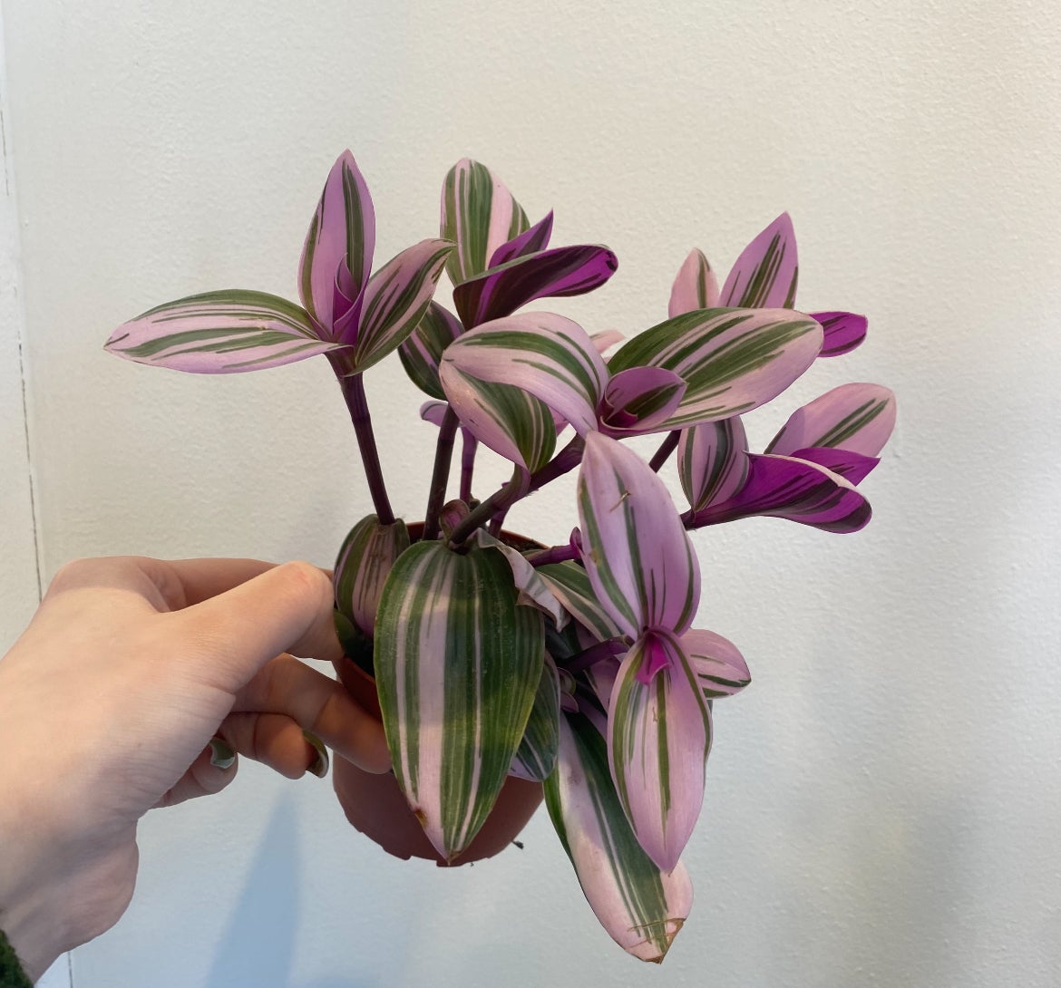 Tradescantia - Nanouk | rOOTS KC