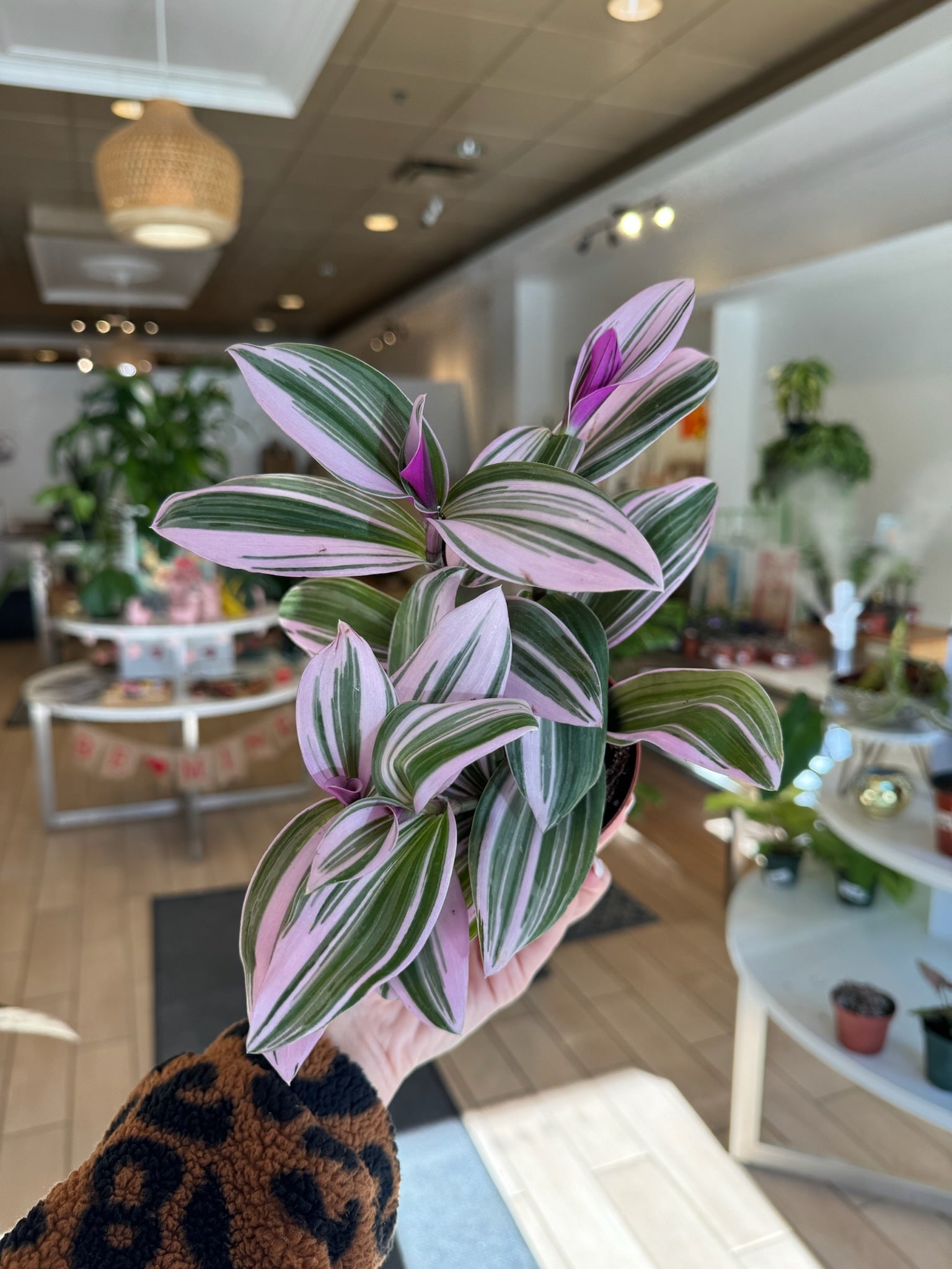 Tradescantia - Nanouk | rOOTS KC