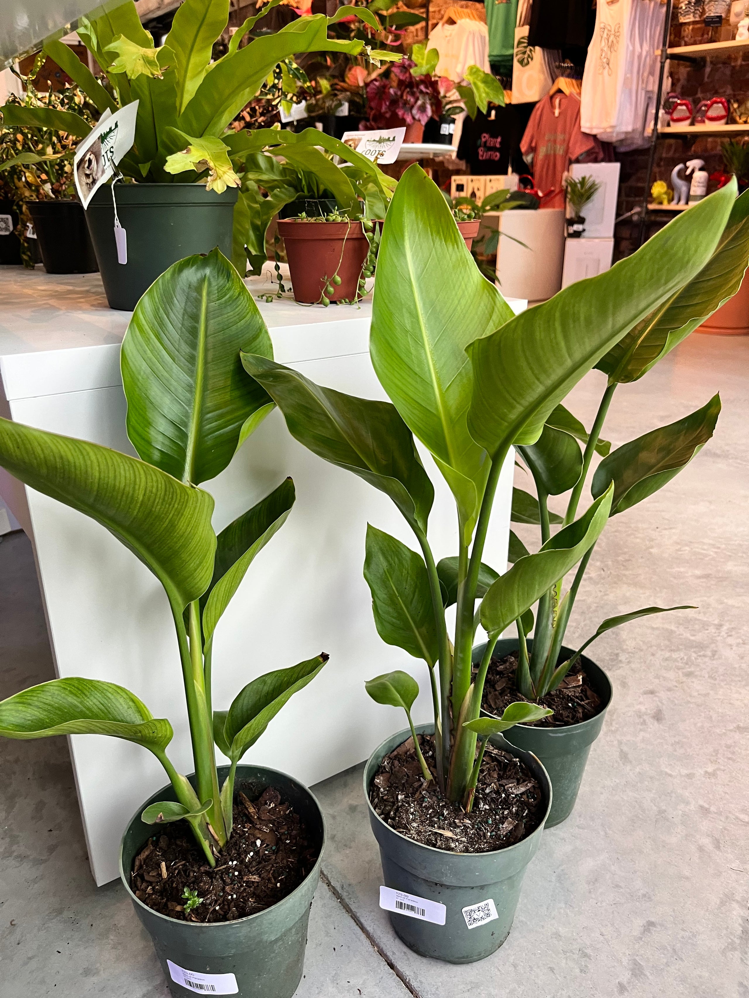 Bird of Paradise | rOOTS KC