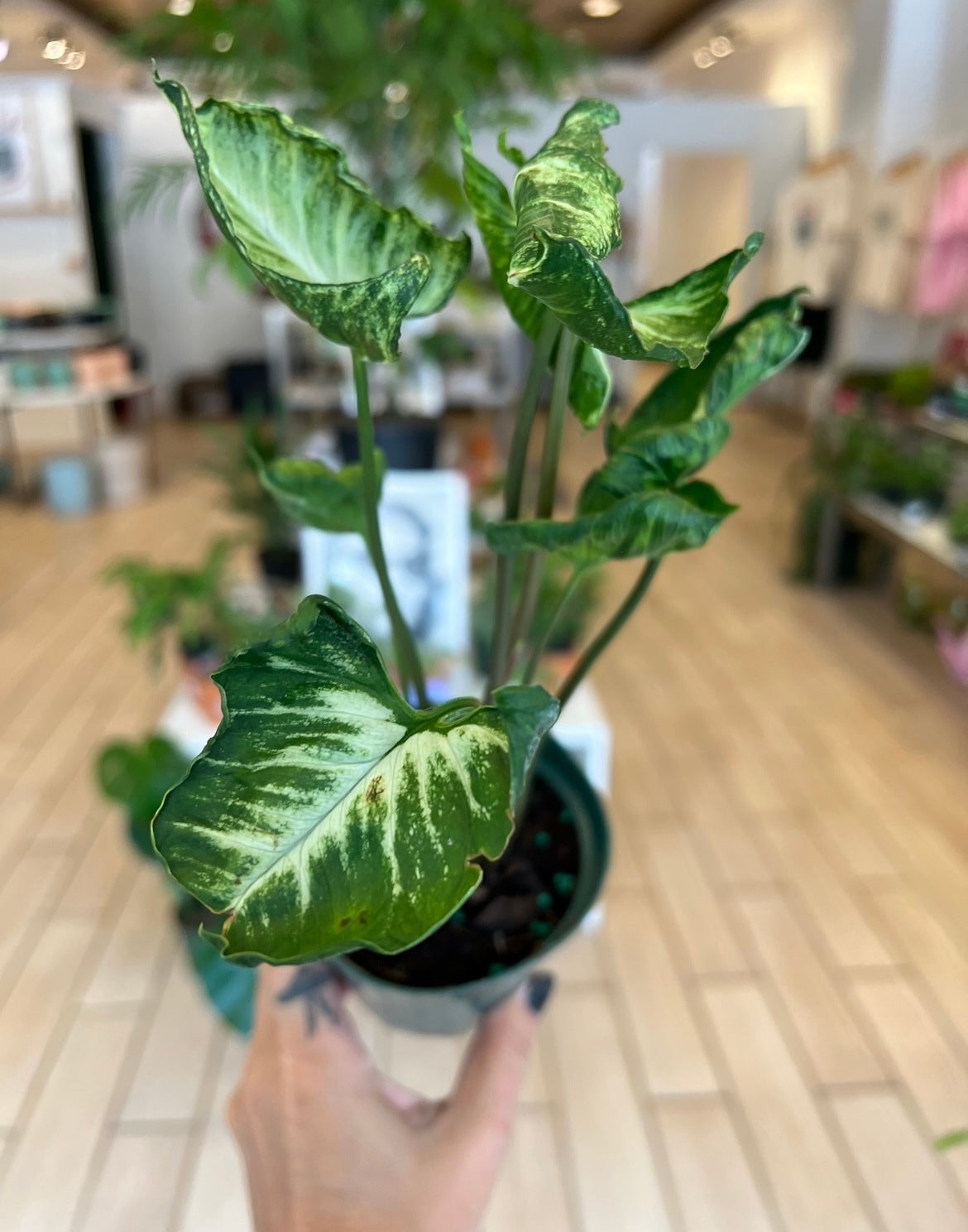 Syngonium Godzilla | rOOTS KC