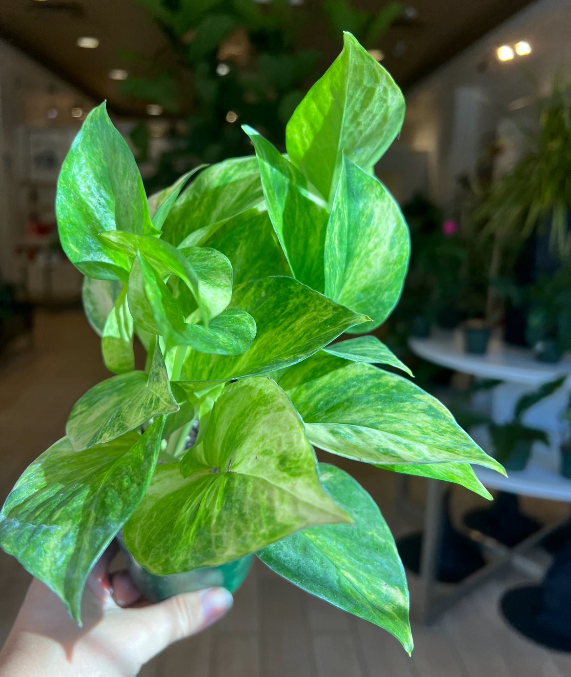 Neon Queen Pothos | rOOTS KC