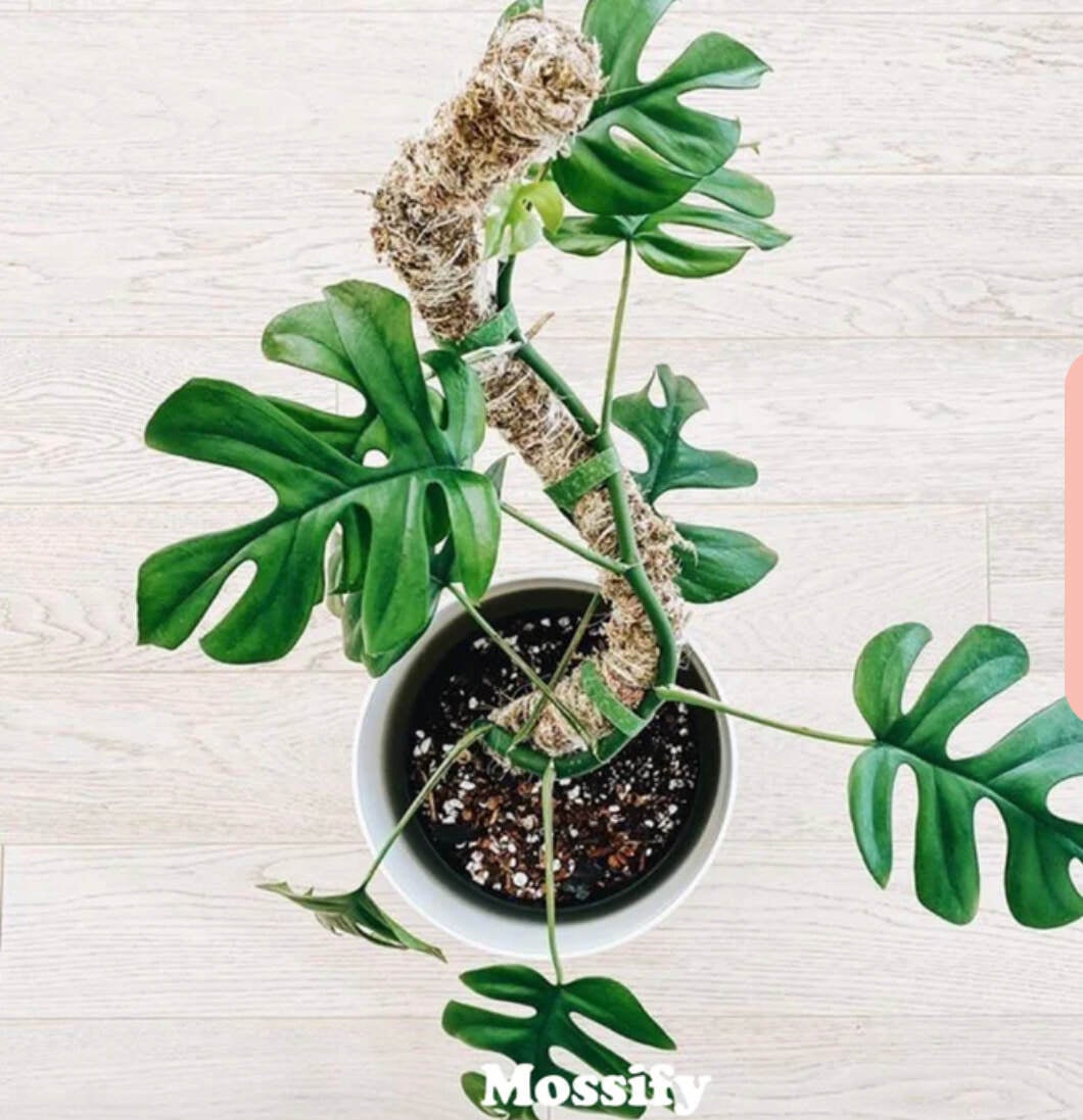 Bendable Pole | rOOTS KC