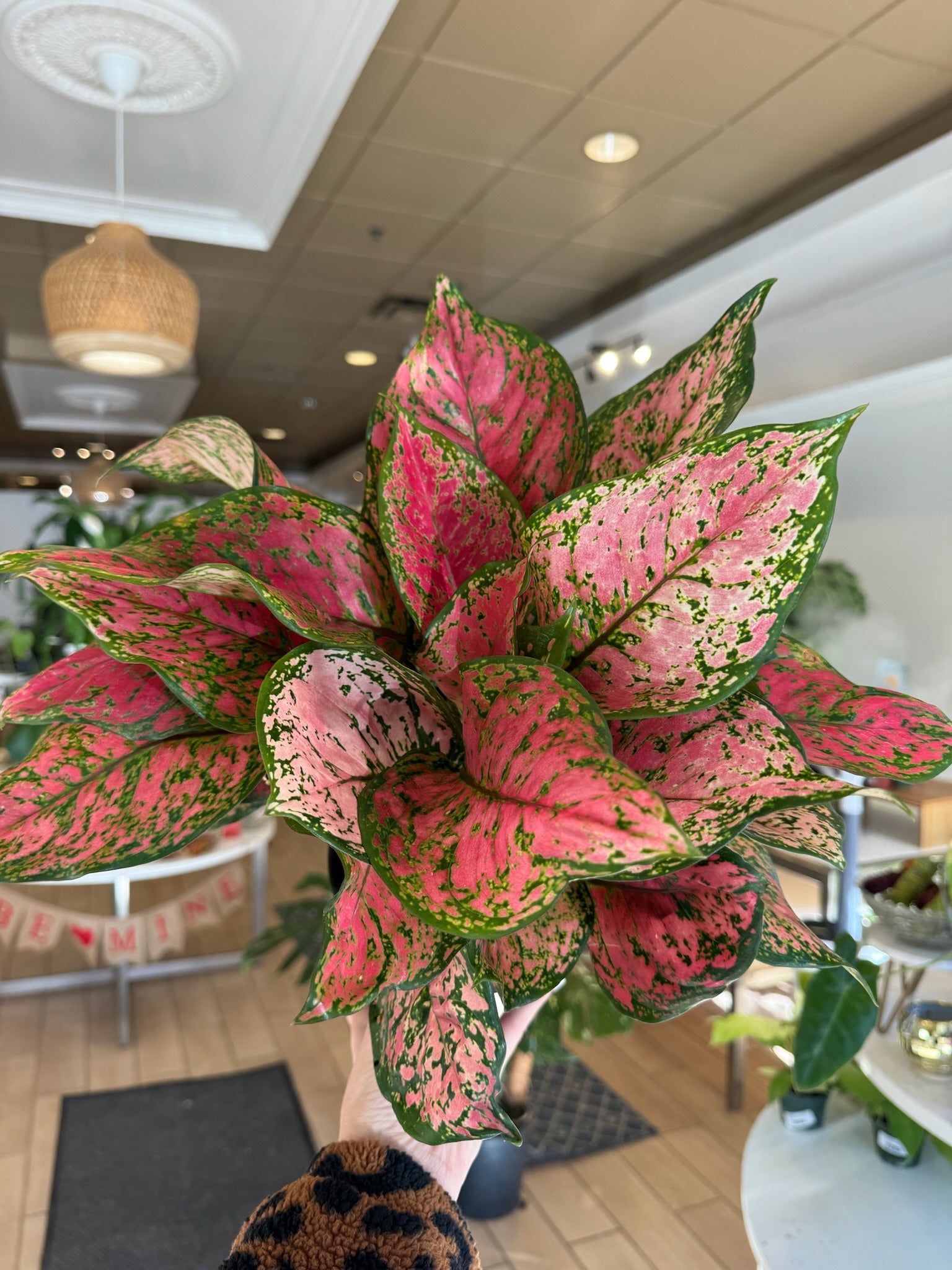 Aglaonema Ruby Ray | rOOTS KC