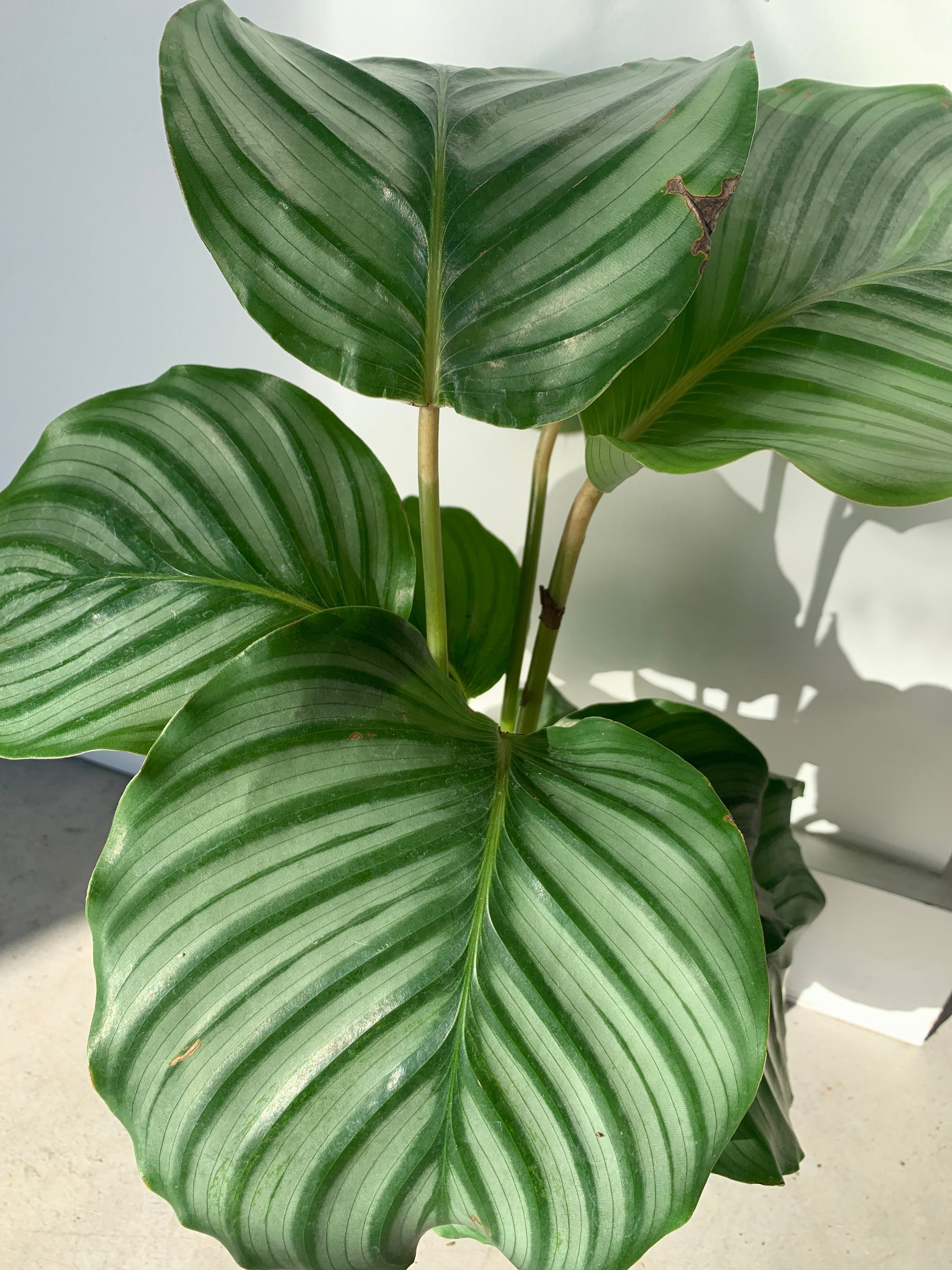 Calathea Orbifolia | rOOTS KC