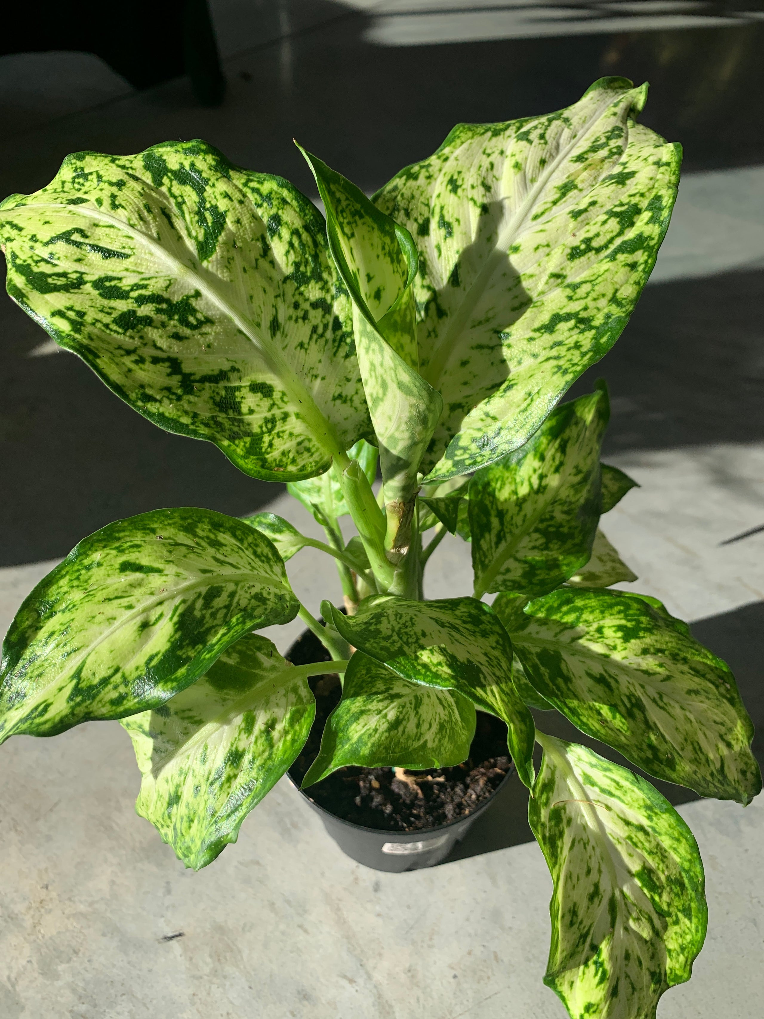 Dieffenbachia Amoena | rOOTS KC