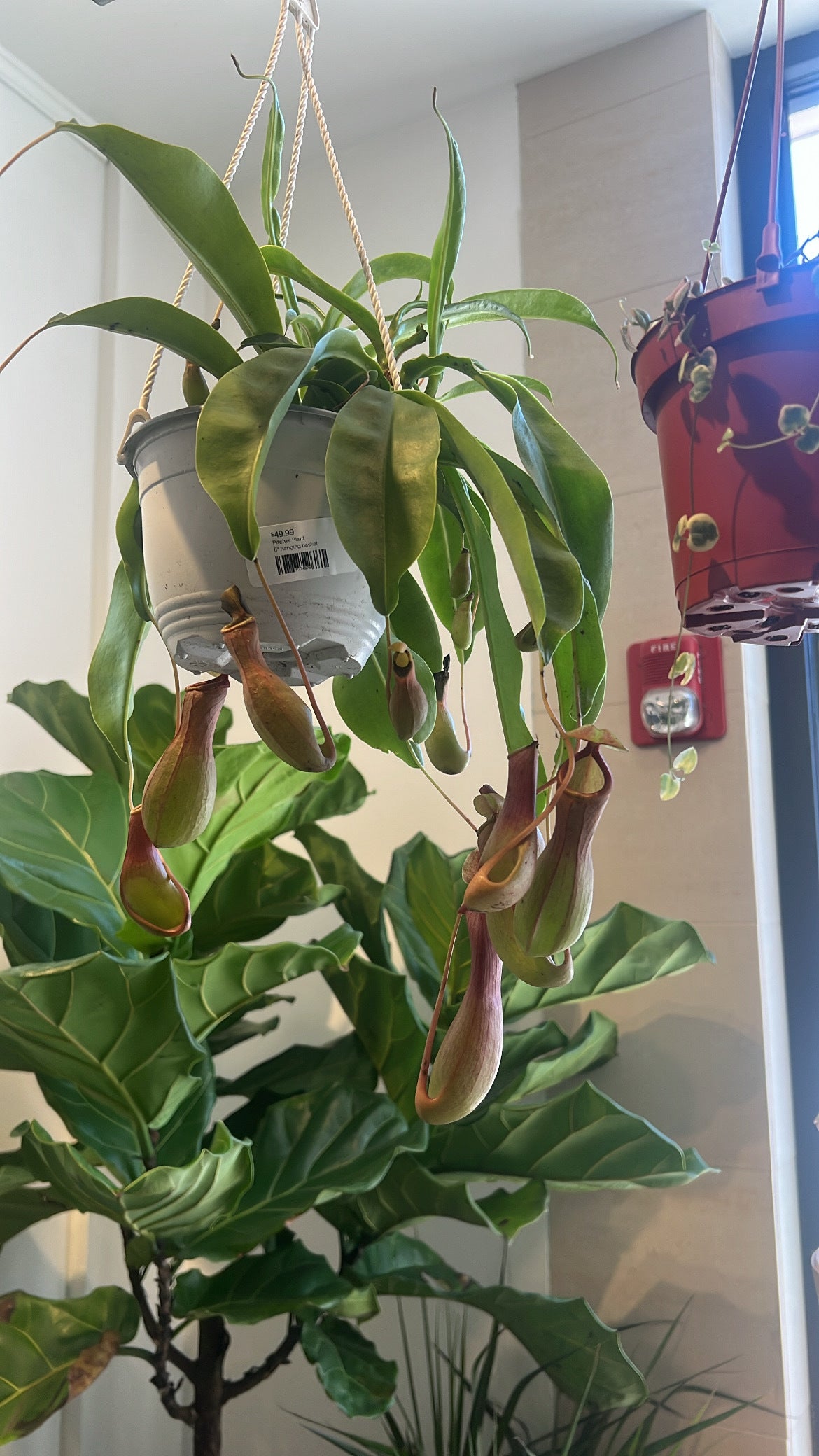 Pitcher Plant | rOOTS KC