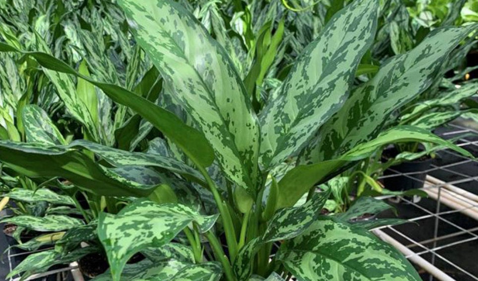 Aglaonema Romeo | rOOTS KC