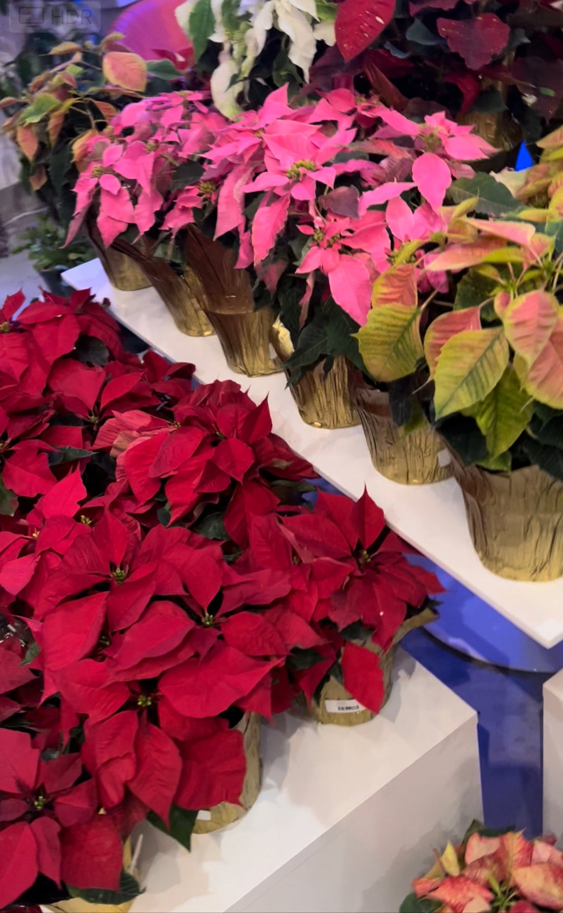 Poinsettia | rOOTS KC