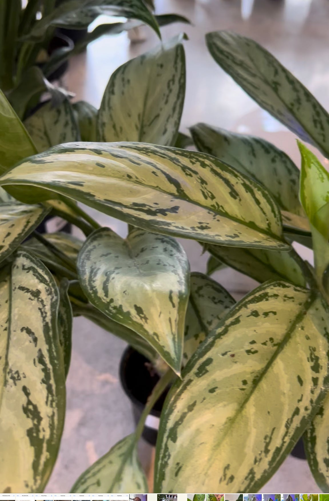 Aglaonema Maria | rOOTS KC