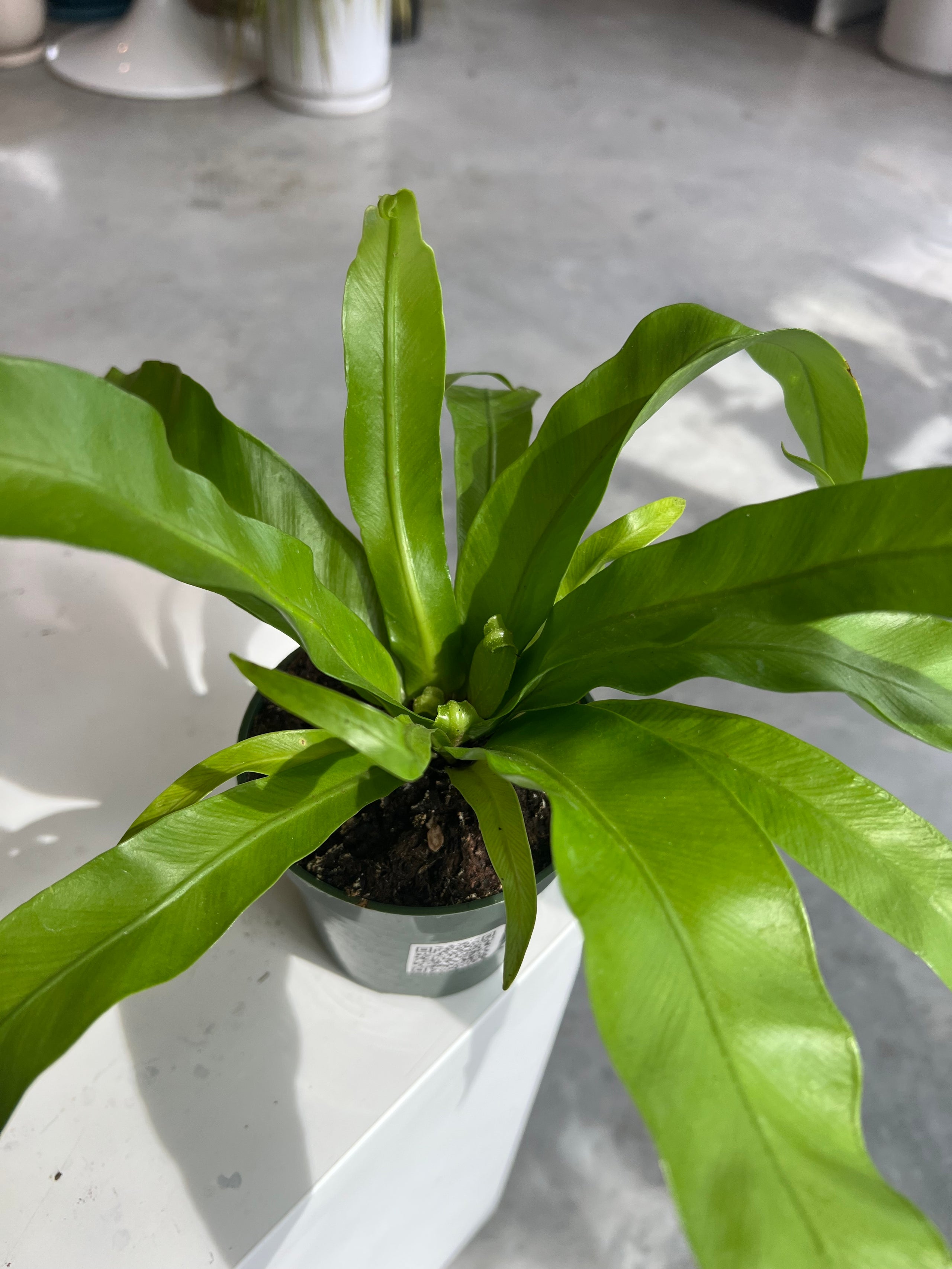 Victoria Bird's Nest Fern | rOOTS KC