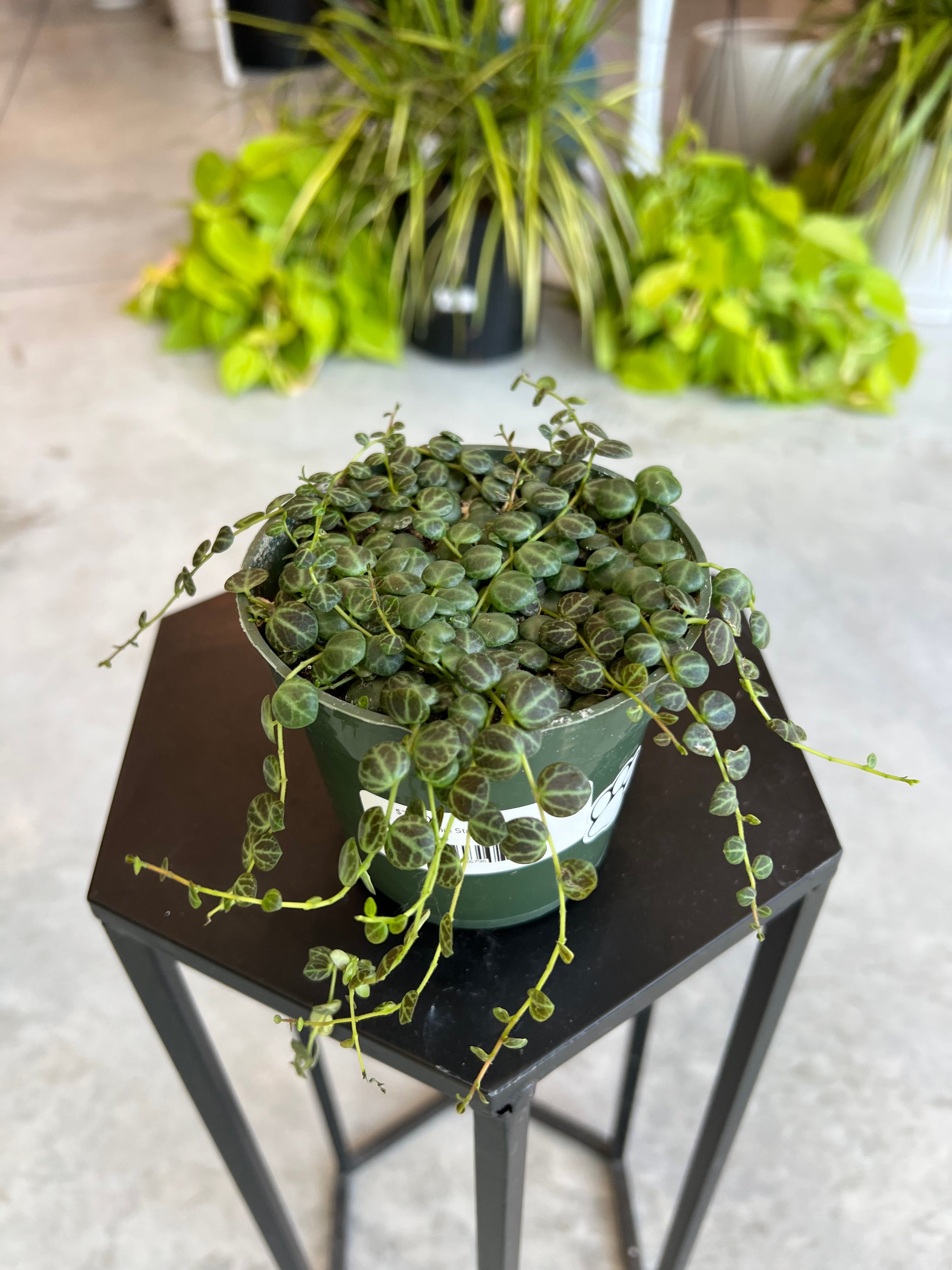 Peperomia String of Turtles | rOOTS KC