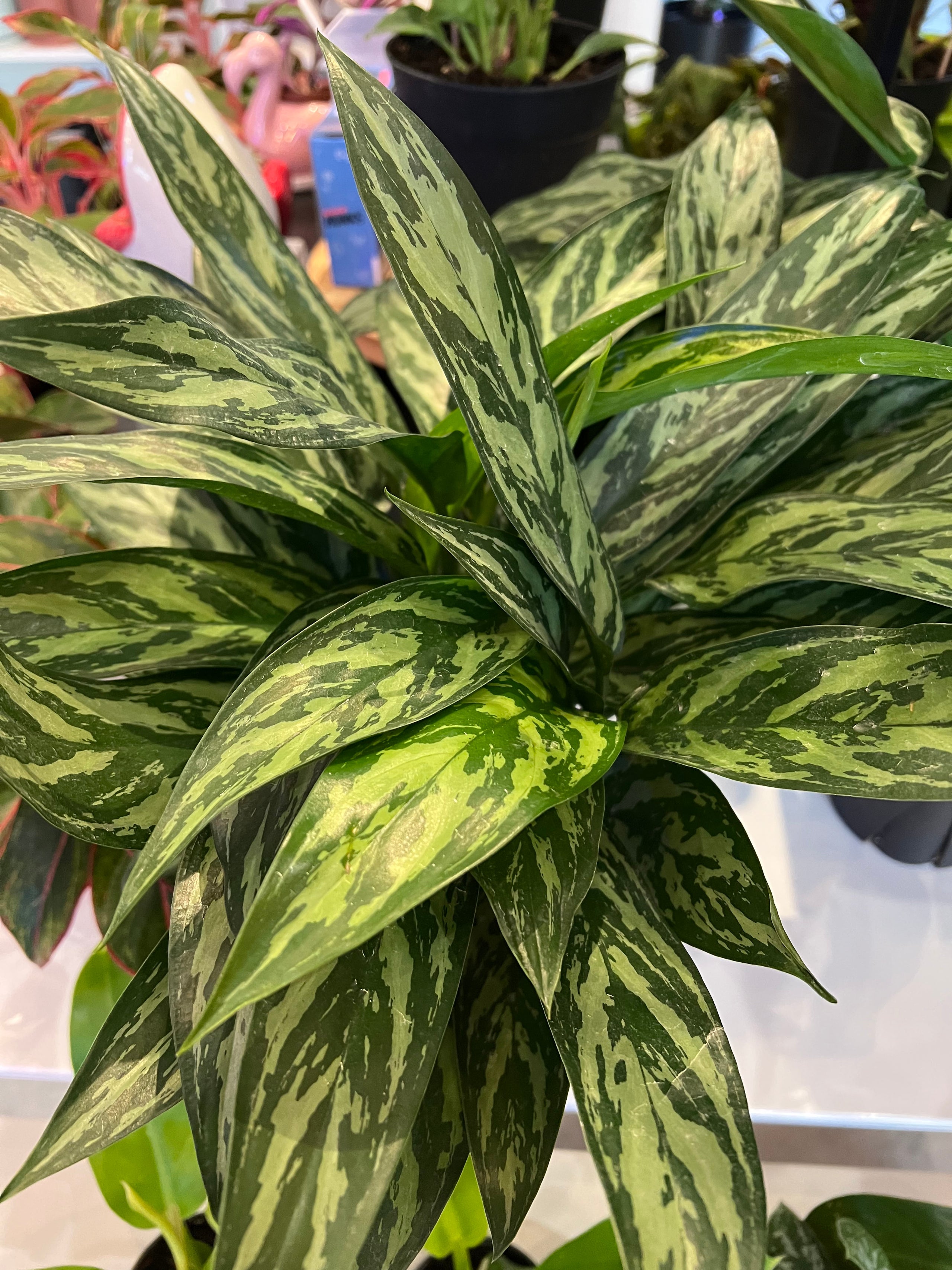 Aglaonema Tigress