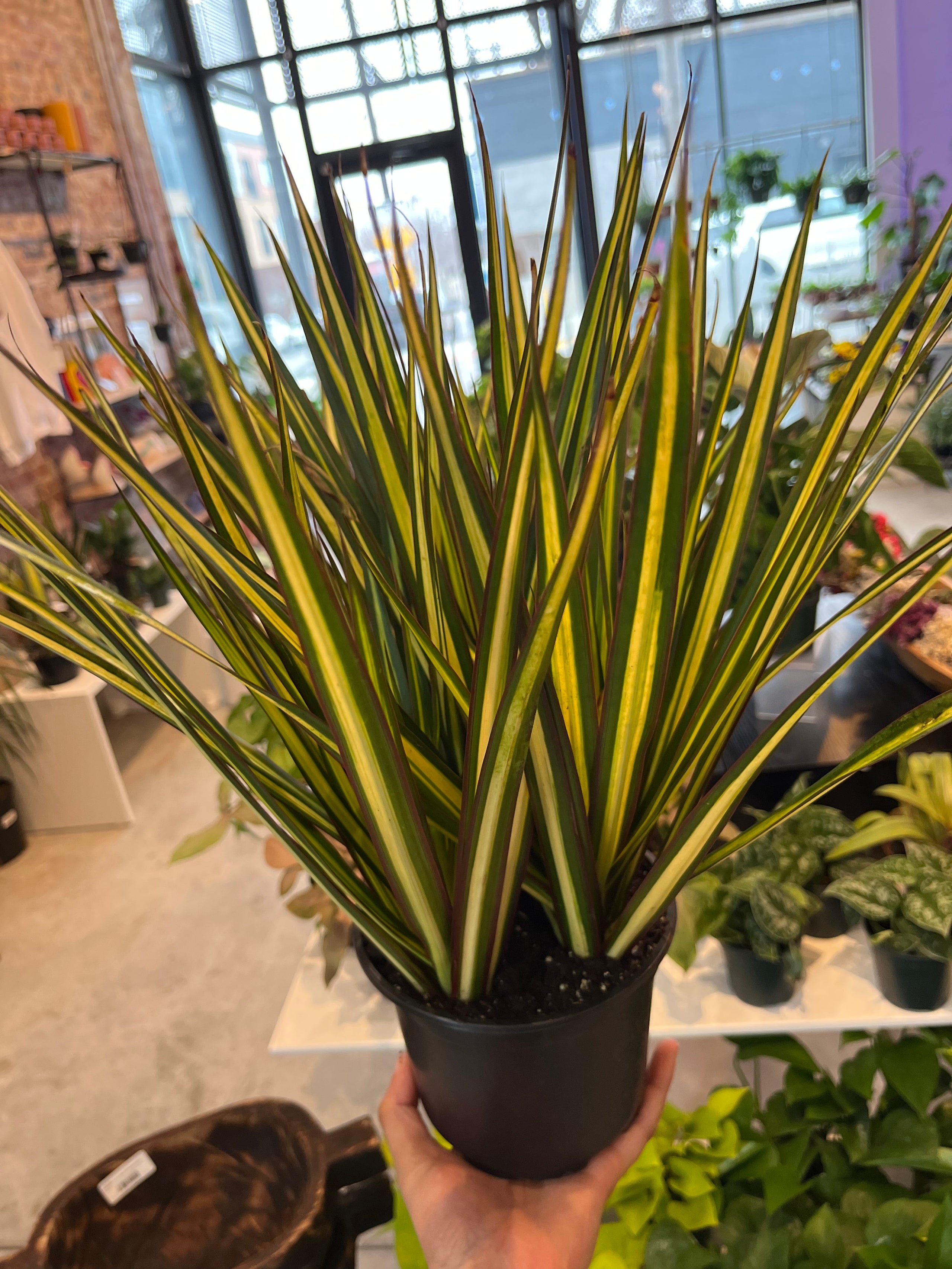 Dracaena Kiwi | rOOTS KC