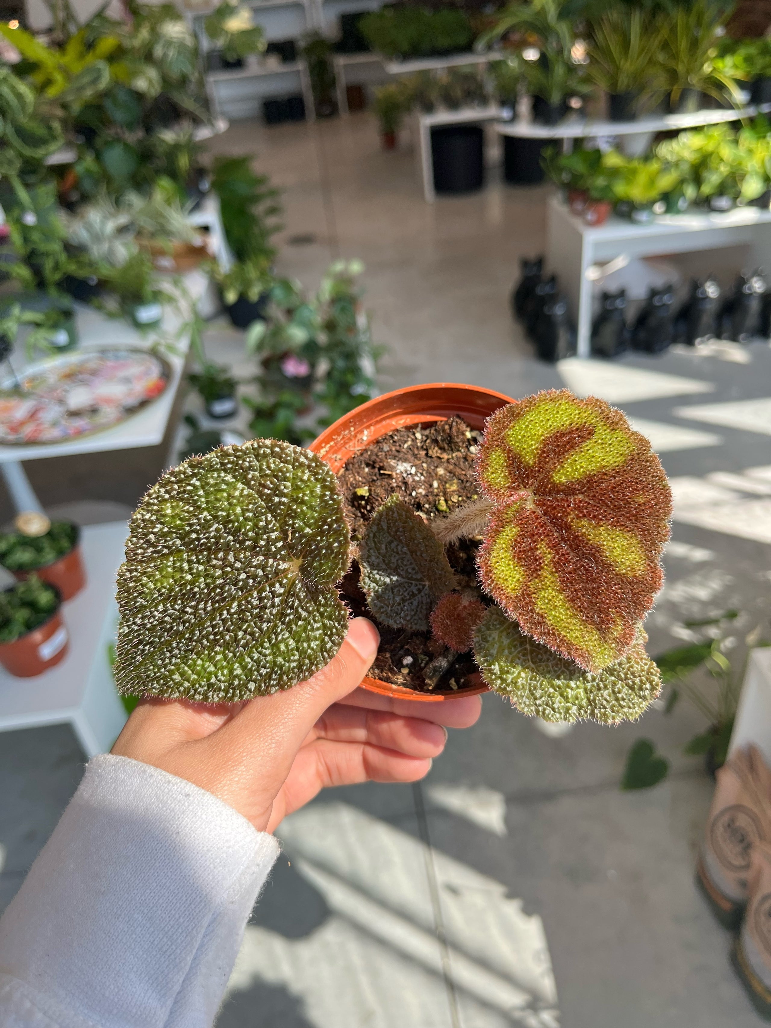 Begonia Tri-Color Variegata | rOOTS KC