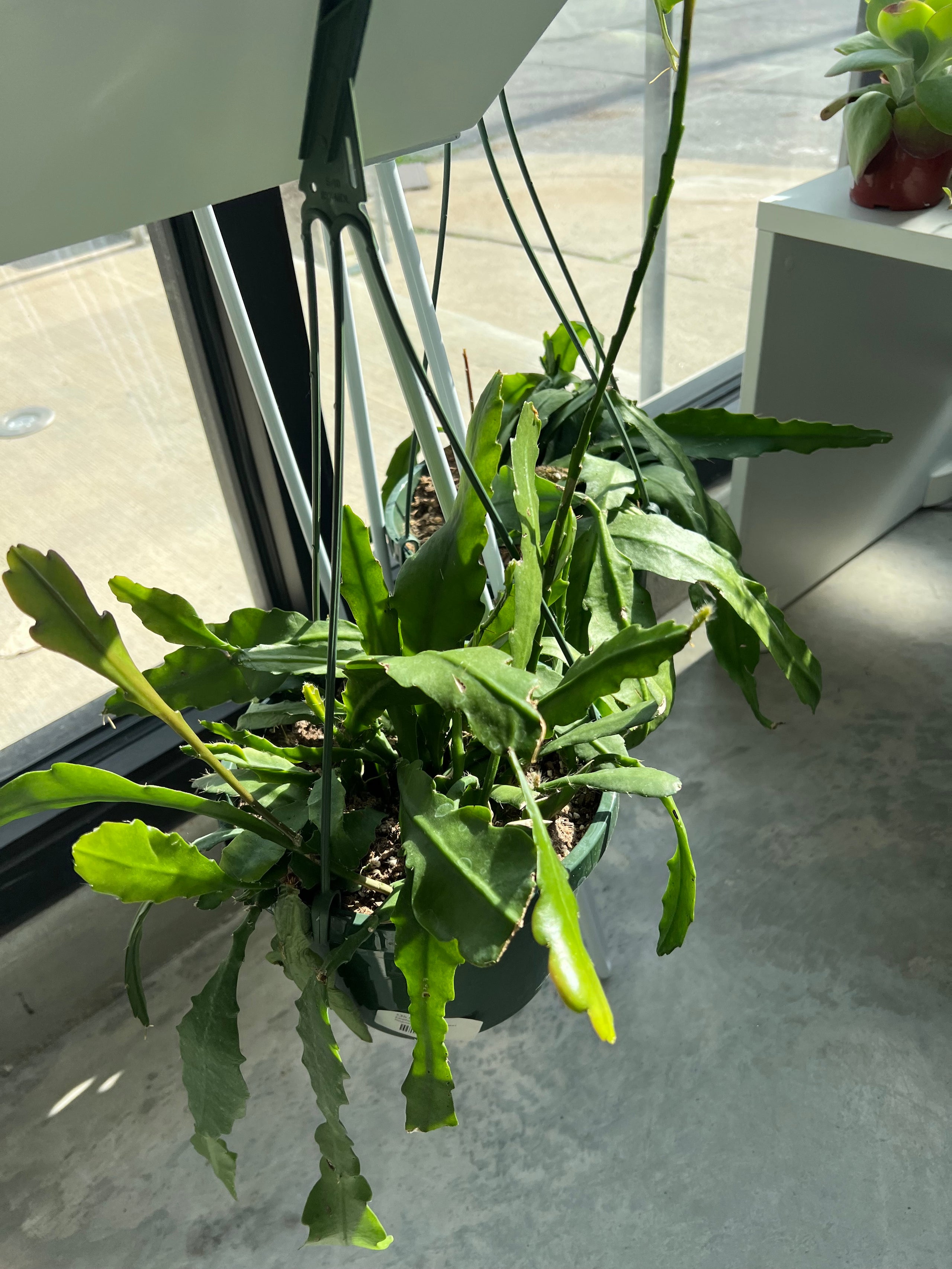 Epiphyllum | rOOTS KC