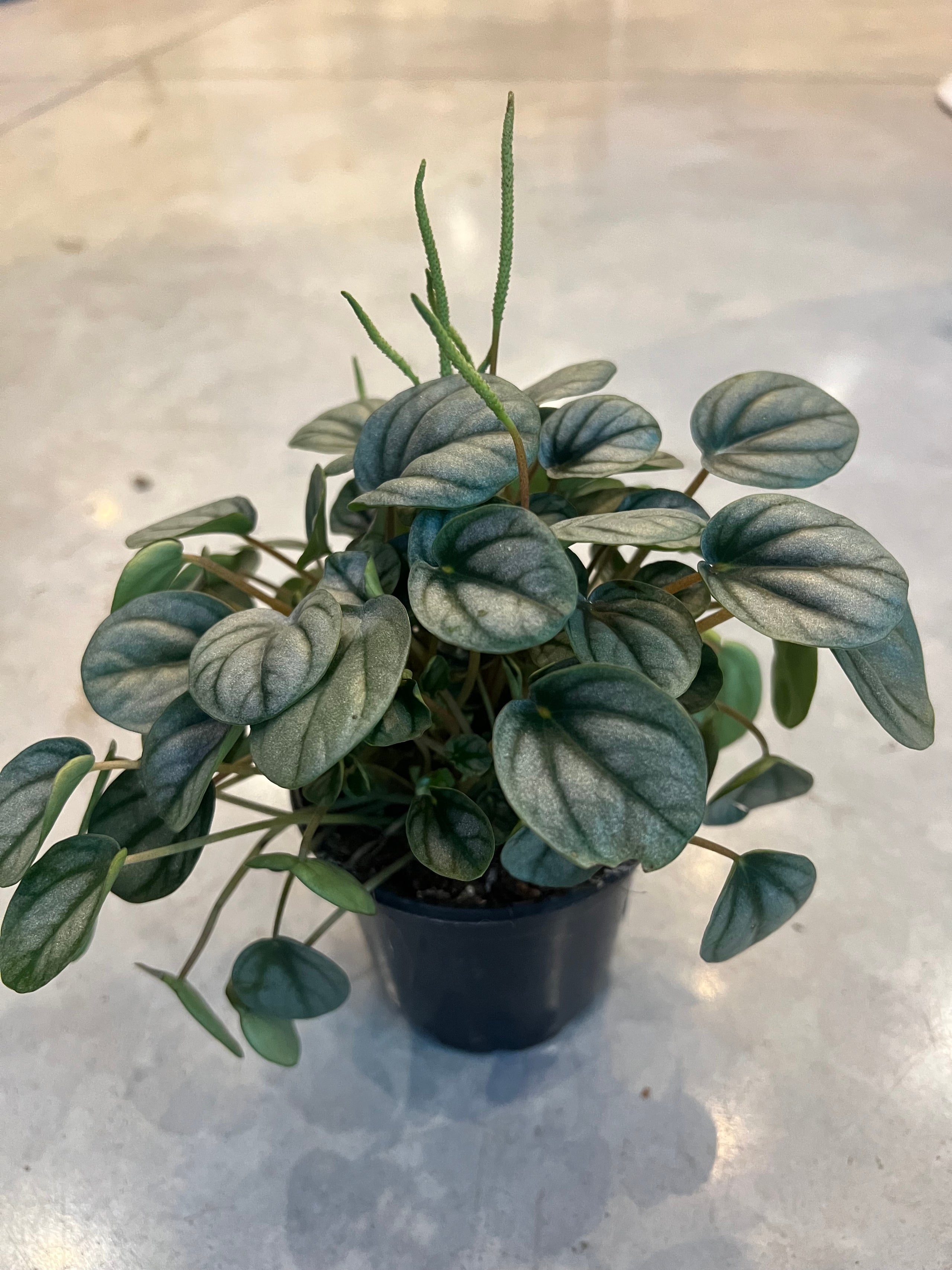 Peperomia Little Toscani | rOOTS KC